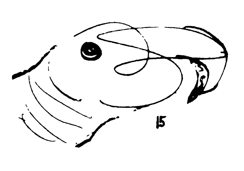 Winnicott – The Squiggle Foundation