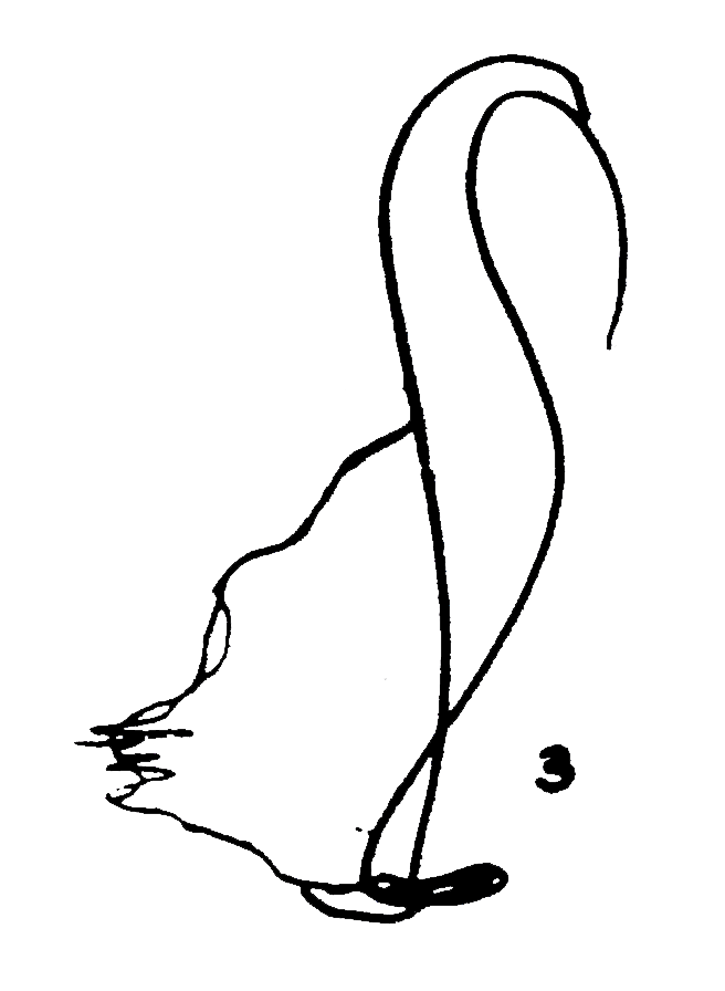 Winnicott – The Squiggle Foundation